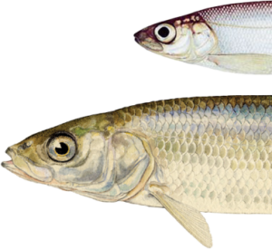 Coregonine Fish Restoration