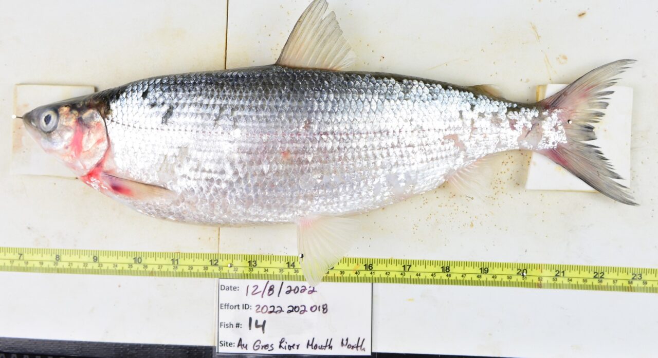 Lake Huron | Coregonine Fish Restoration