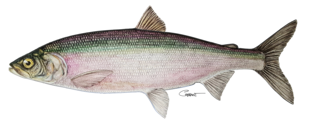 What Are Coregonines? | Coregonine Fish Restoration