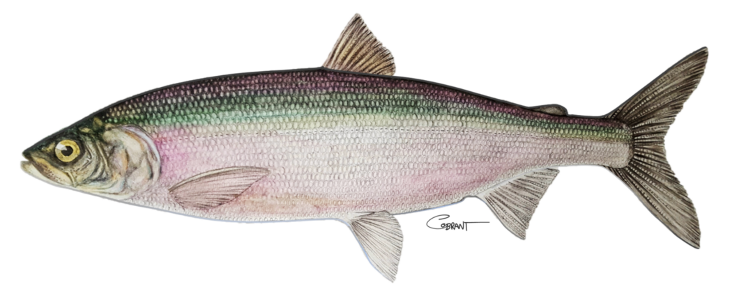 What Are Coregonines? | Coregonine Fish Restoration