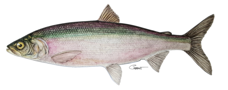 What Are Coregonines? | Coregonine Fish Restoration