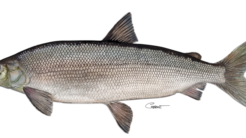 What Are Coregonines? | Coregonine Fish Restoration