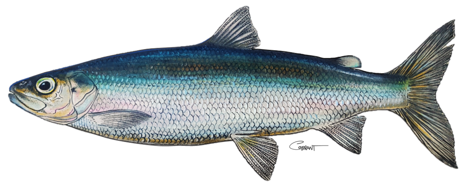 What Are Coregonines? | Coregonine Fish Restoration