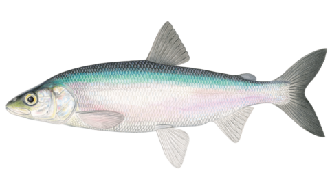 What Are Coregonines? | Coregonine Fish Restoration