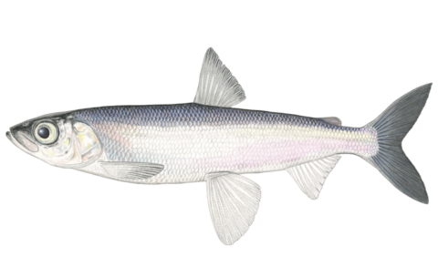 What Are Coregonines? | Coregonine Fish Restoration