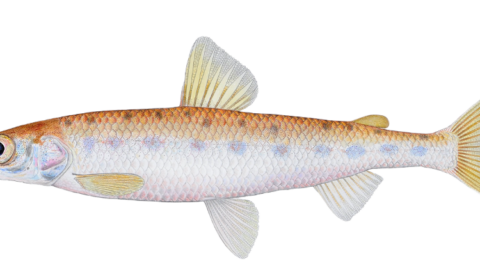 What Are Coregonines? | Coregonine Fish Restoration