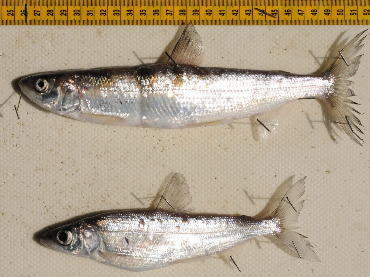 What Are Coregonines? | Coregonine Fish Restoration