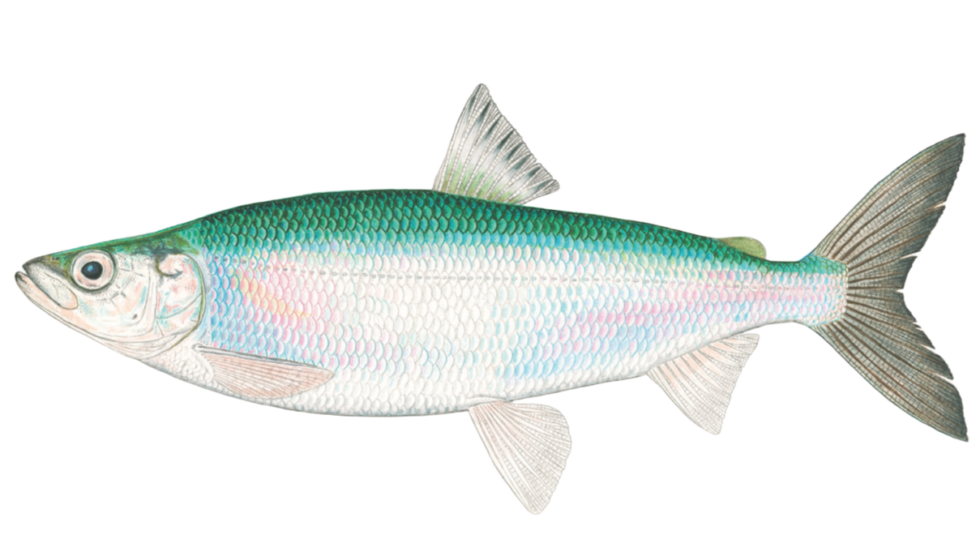 What Are Coregonines? | Coregonine Fish Restoration