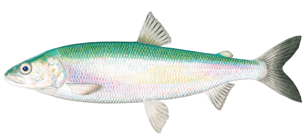 What Are Coregonines? | Coregonine Fish Restoration