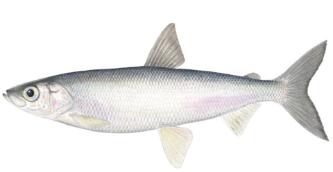 What Are Coregonines? | Coregonine Fish Restoration