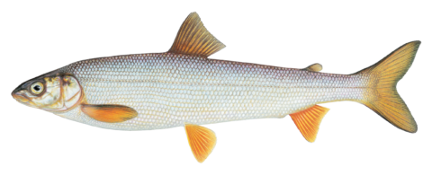 What Are Coregonines? | Coregonine Fish Restoration